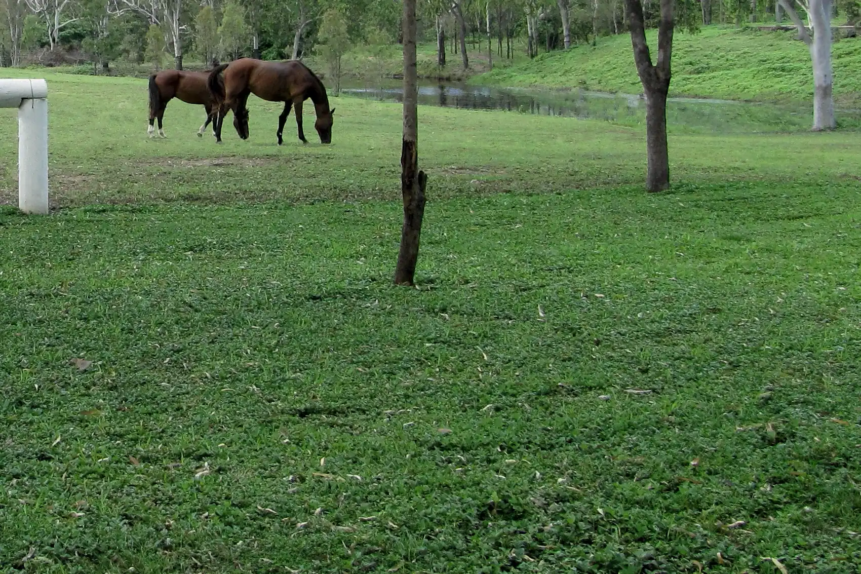 WWOOFERS | Townsville Agistment